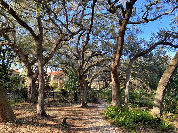 Oak sentinels line this serene pathway, their branches creating a cathedral ceiling that makes every visitor feel like royalty.