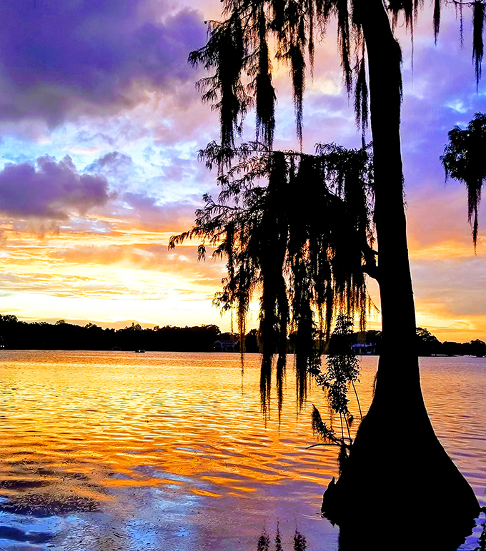 Sunset transforms Lake Maitland into liquid gold, with cypress silhouettes creating nature's perfect farewell to another day.