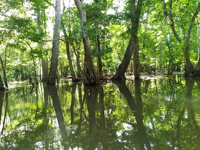Sunlight filters through the canopy of this swamp forest, creating ethereal beams that seem to connect heaven and earth.