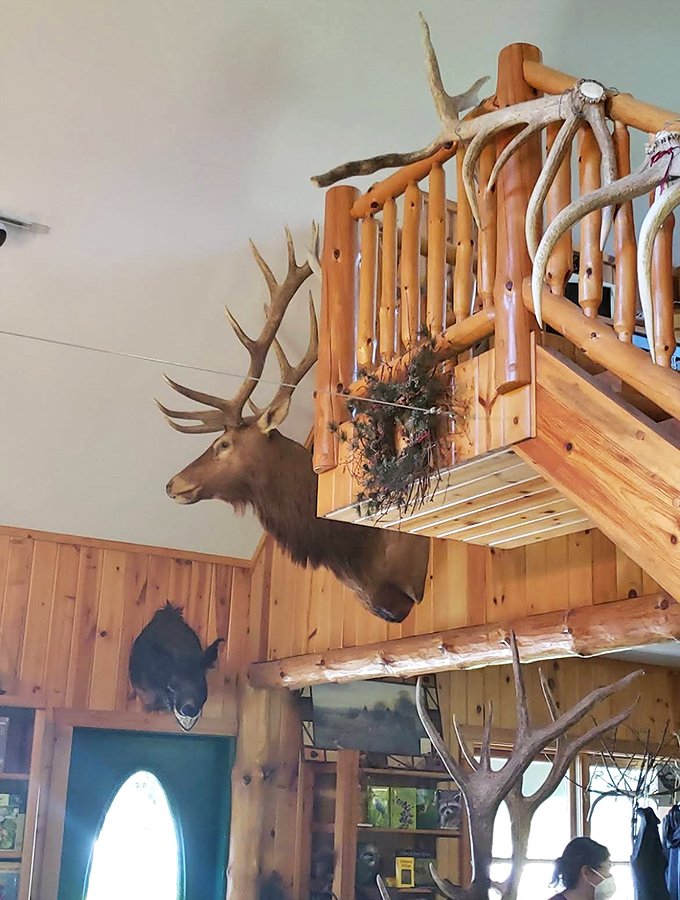 Impressive mounted elk heads watch over the gift shop – silent sentinels sharing stories of majestic lives with those who pause to listen.