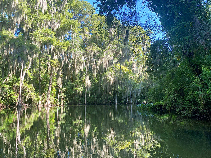 The perfect symmetry of reflection creates a doubled world where cypress trees seem to grow both up toward the sky and down into the depths.