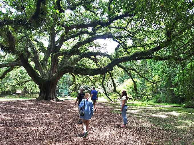 Scale of wonder: Visitors gathering beneath the massive oak tree provide perspective on just how enormous this natural landmark truly is.