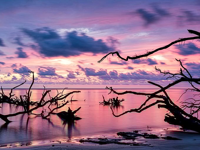 Sunset paints the skeletal trees of Boneyard Beach in dreamy pinks and purples, creating nature's own art gallery.