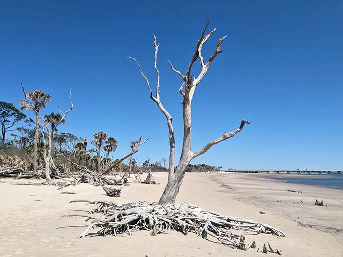 Bleached driftwood stands like ancient sentinels against the blue sky, guarding this hauntingly beautiful Jacksonville shoreline.