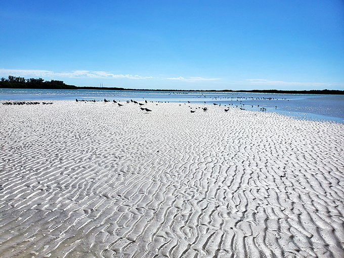 Rippled sand patterns create nature's own artwork, while birds gather at the shoreline for their daily seafood buffet.