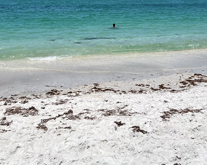 The crystal-clear waters of Casey Key Beach invite swimmers into a natural aquarium where visibility rivals the Caribbean and serenity comes standard.
