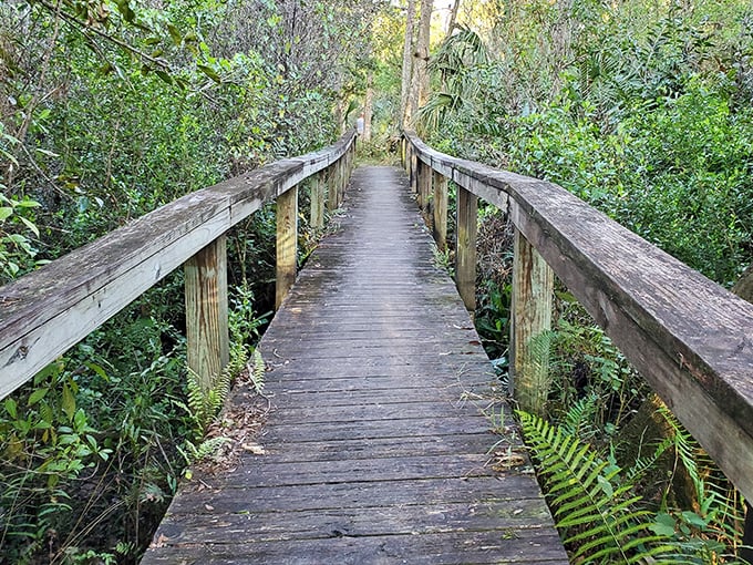 This wooden boardwalk doesn't just connect trails&mdash;it bridges our busy world with nature's timeless rhythm.