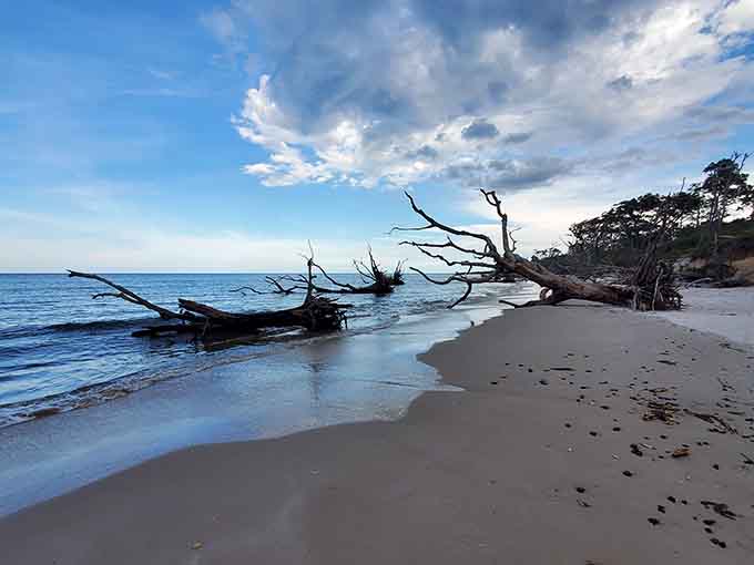 These skeletal trees look like they're auditioning for a fantasy film, reaching toward the sky with all the drama of a Shakespearean actor.
