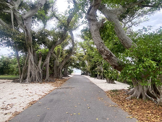 Dappled sunlight plays hide-and-seek on the pathway, creating a natural light show beneath the banyan canopy.