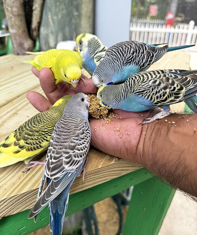 These colorful budgerigars don't just eat seeds&mdash;they negotiate for them, creating a symphony of chirps and fluttering wings.