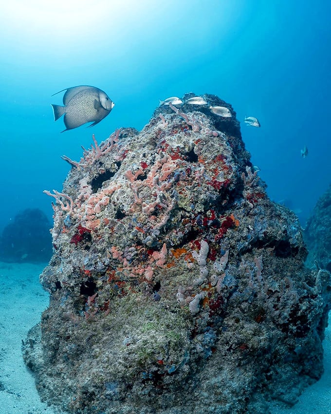 A curious gray angelfish investigates one of the reef sculptures, now home to vibrant coral growth and marine biodiversity.