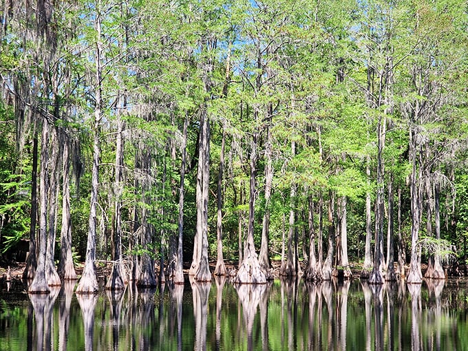 Cypress sentinels stand guard over tannin-stained waters, their knobby "knees" poking up like curious forest gnomes coming to investigate.