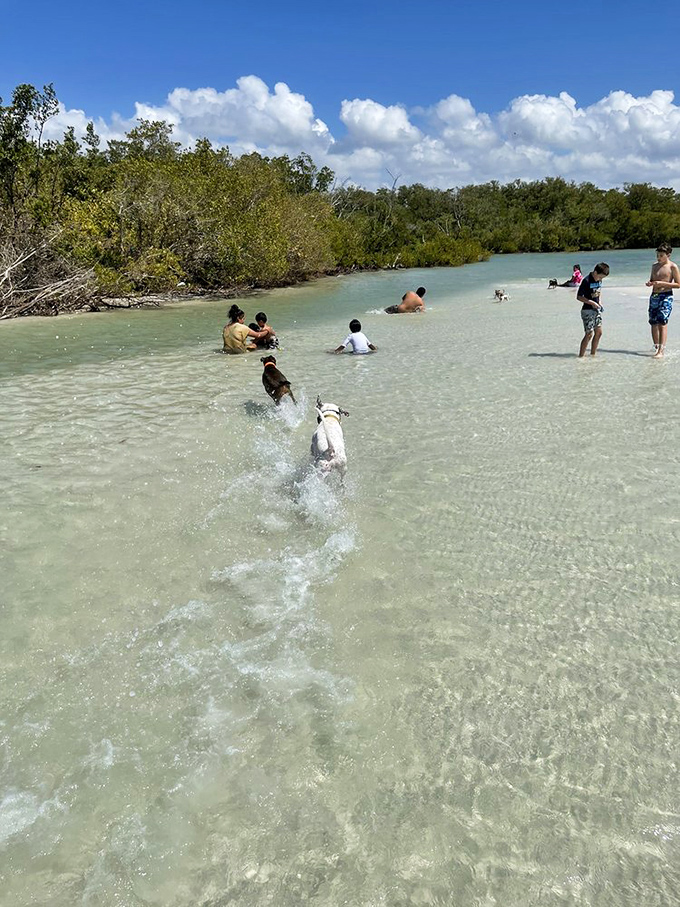 Splash brothers in action! A golden retriever and black lab demonstrate perfect water fetch technique in the crystal-clear shallows.