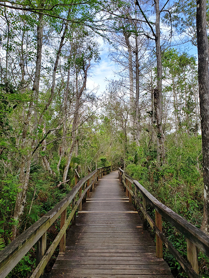 This boardwalk stretches into the heart of the preserve like an invitation to step into another world, handrails included for the sensibly cautious.