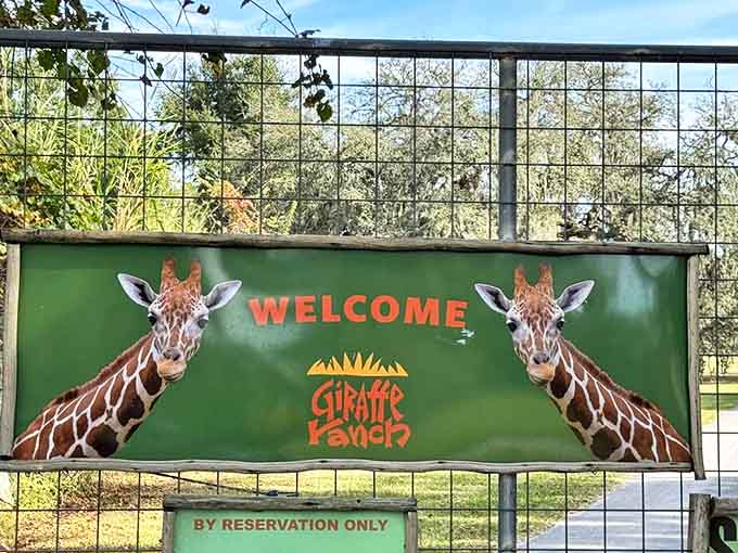 The welcoming entrance sign to Giraffe Ranch features two friendly giraffe faces &ndash; your first hint that this isn't your average Florida attraction.