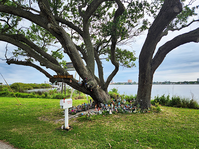 This magnificent oak along the Halifax River has become an unlikely landlord to a growing population of garden gnomes with prime waterfront views.