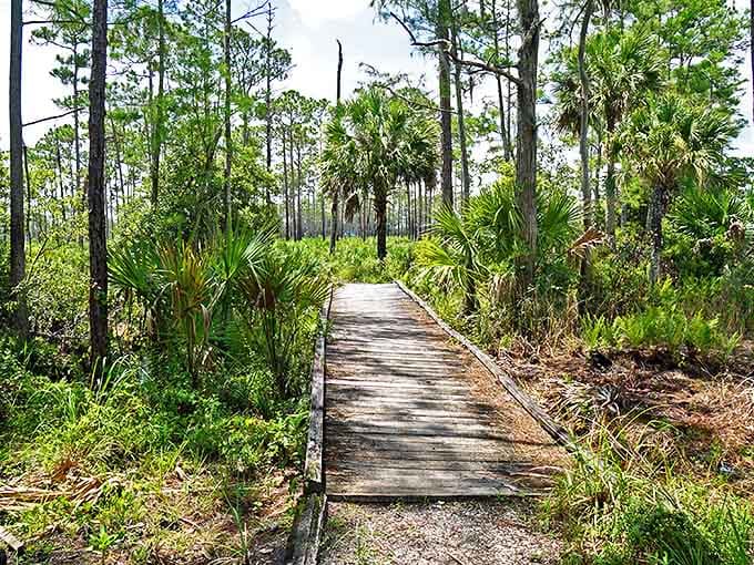 Kitching Creek Trail winds through a cathedral of pines and palmettos, where dappled sunlight creates nature's own light show on the forest floor.