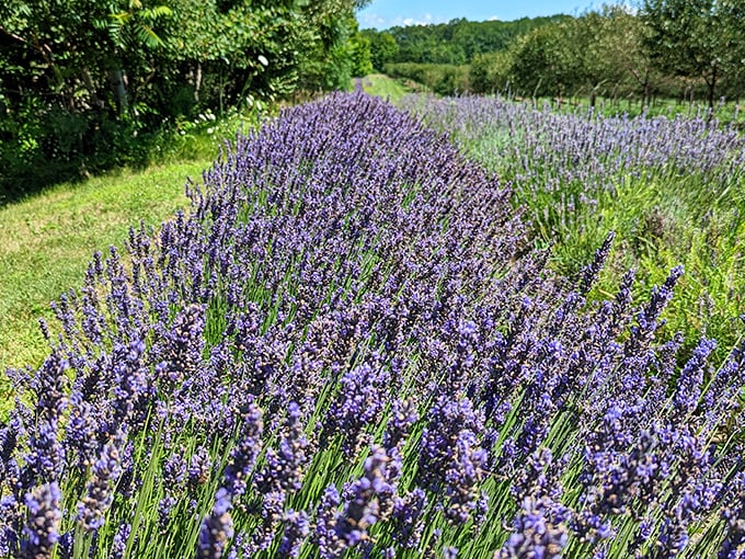 Rows of lavender standing at attention, their purple plumes waving gently in the breeze &ndash; nature's own aromatherapy session.