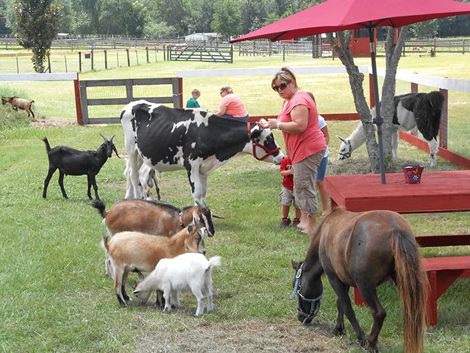 A menagerie of farm friends gather under the Florida sun, each with their own personality and feeding strategy.