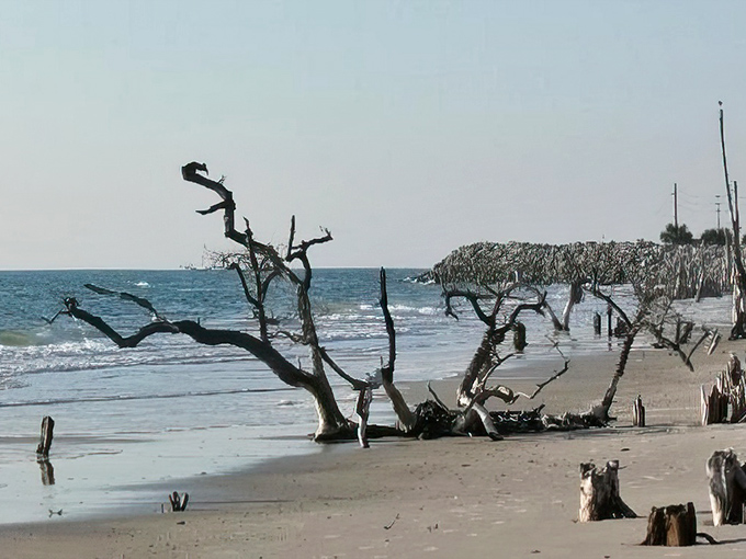 Nature's sculptural garden emerges from turquoise waters, each twisted form telling tales of storms weathered and time's patient artistry.