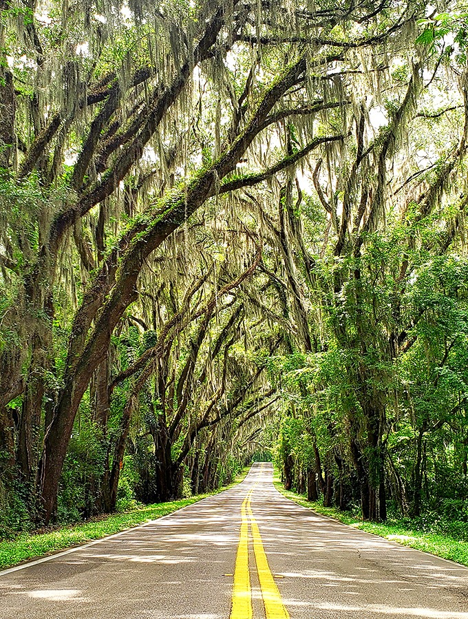 The green tunnel effect creates a natural air conditioning system, making this shaded corridor a refreshing escape from Florida's notorious summer heat.