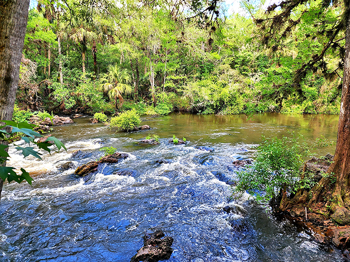 The Hillsborough River dances over ancient limestone, creating Florida's version of whitewater rapids &ndash; just exciting enough for a good story later.
