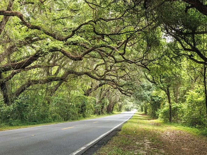 Morning light filters through Spanish moss curtains, creating nature's own light show on this winding stretch of Tallahassee's legendary green tunnels.