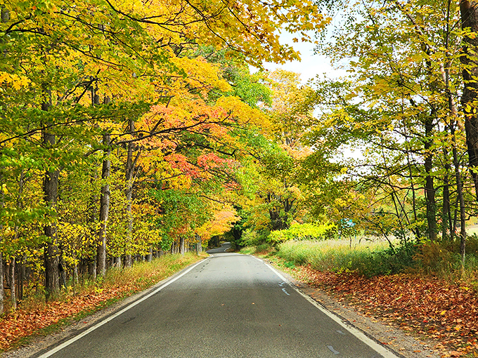 The road less traveled becomes the journey most remembered &ndash; autumn's paintbrush transforms this winding Michigan byway into a masterpiece of amber and gold.