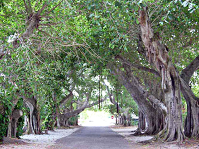 This shaded sanctuary makes you wonder if the trees got together and planned this whole cathedral thing on purpose.