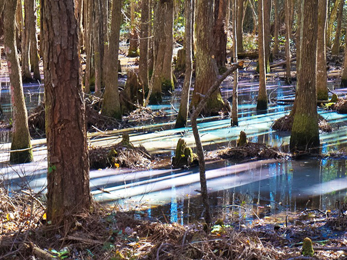 Cypress sentinels stand guard over their colorful kingdom, their reflections rippling through a palette of blues and golds.