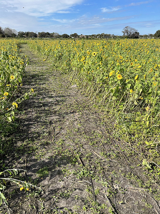 Nature's yellow brick road invites wanderers to lose themselves in golden splendor, where every turn reveals another sun-dappled vista.