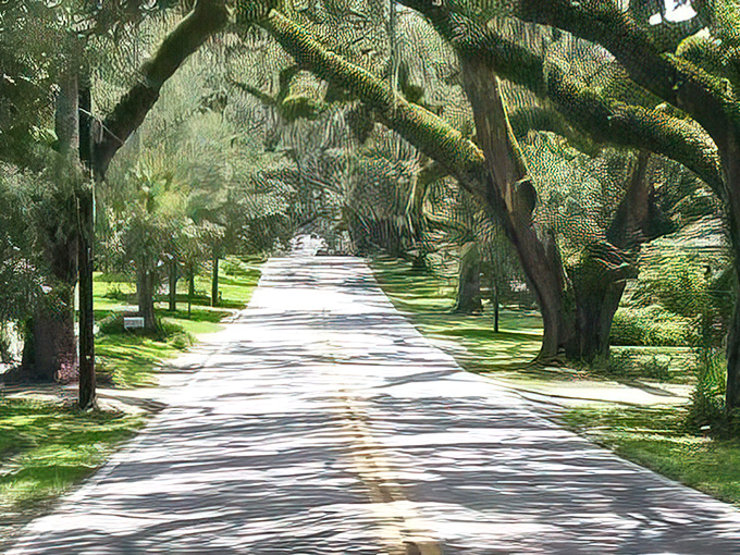 Sunlight plays hide-and-seek through the leafy canopy, painting the road with dappled shadows that dance with every passing breeze.