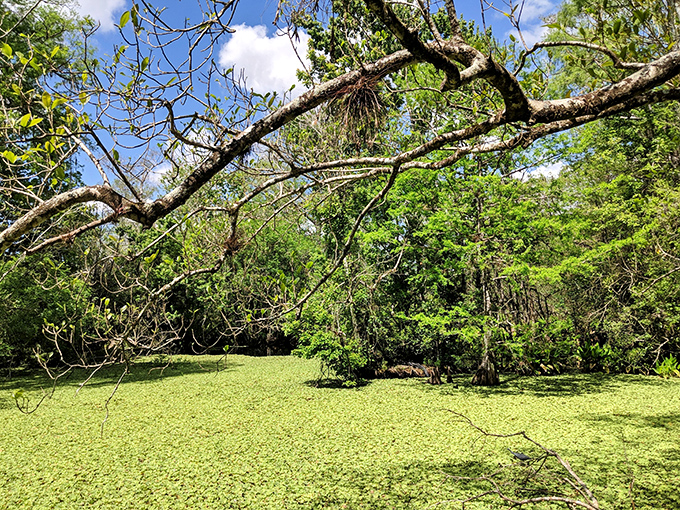 Emerald waters carpeted with duckweed create nature's mirror, reflecting the wild beauty that surrounds this hidden Florida gem.
