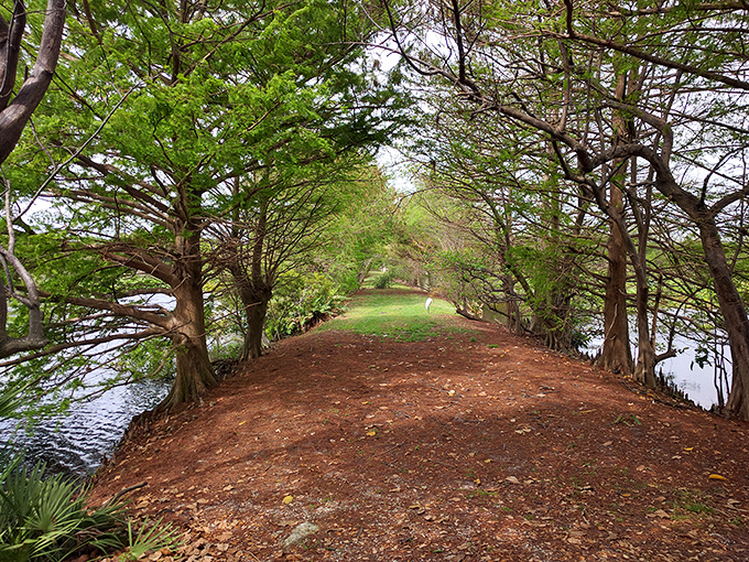 Nature's red carpet: This cypress-lined path feels like walking through a secret tunnel where turtles might hold important meetings just around the bend.
