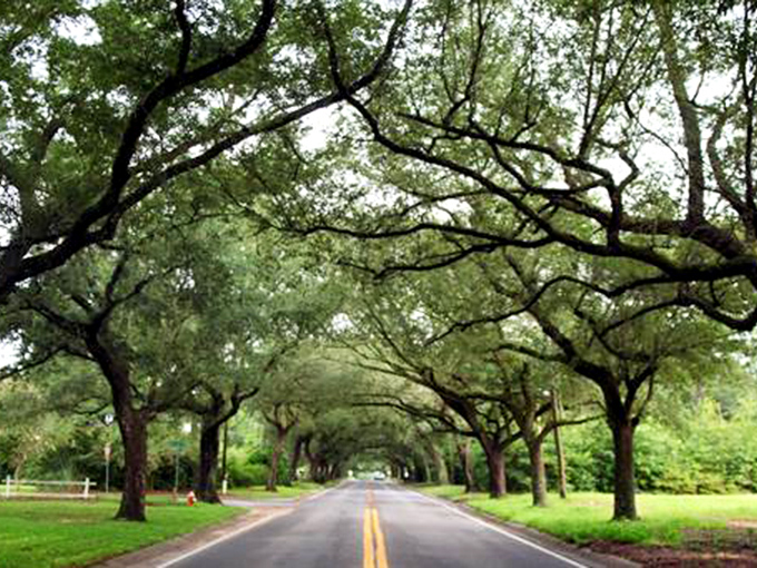Who needs expensive European vacations when Florida serves up this leafy paradise? Sunlight plays peekaboo through nature's perfect archway.