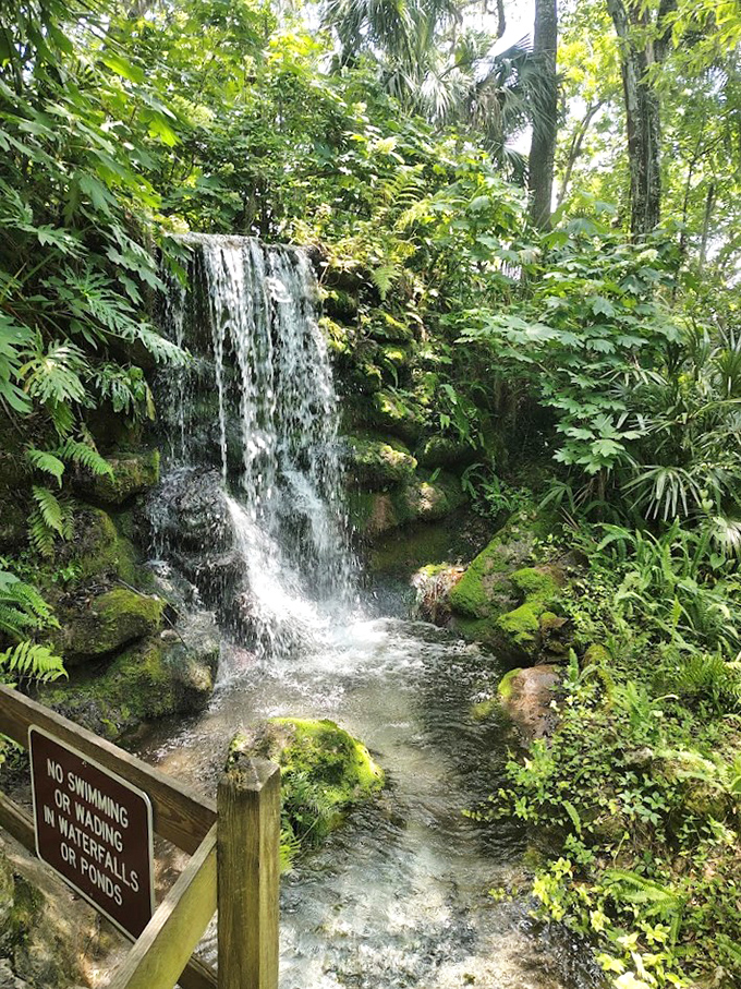 Crystal clear water tumbles over moss-covered rocks, creating nature's soundtrack that drowns out everyday worries.