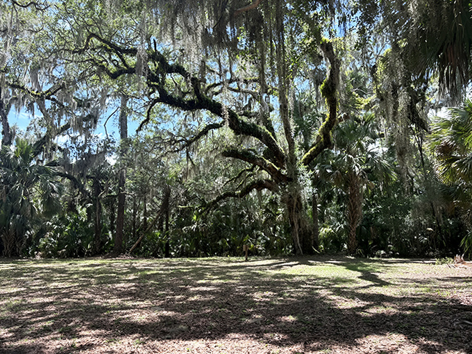 Nature's cathedral unfolds along this wooded trail, where dappled sunlight plays hide-and-seek through a canopy of living history.