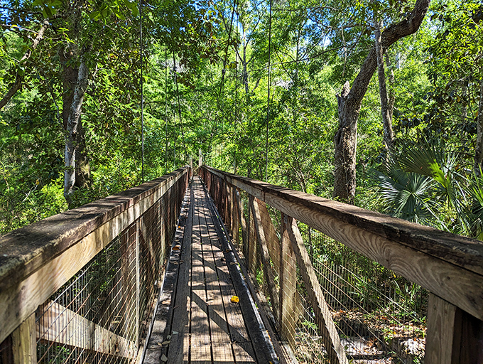 Nature's balancing act: this rustic wooden bridge offers thrilling passage over lush Florida wilderness that defies the state's famously flat reputation.
