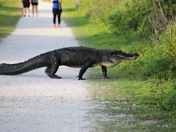 "Excuse me, coming through!" This prehistoric resident owns the walkways at Circle B, reminding humans who the real Florida natives are.