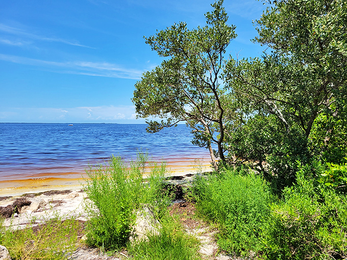 The tranquil shoreline offers a peaceful alternative to crowded beaches, where crystal-clear Gulf waters meet pristine sand in a scene straight from Old Florida.