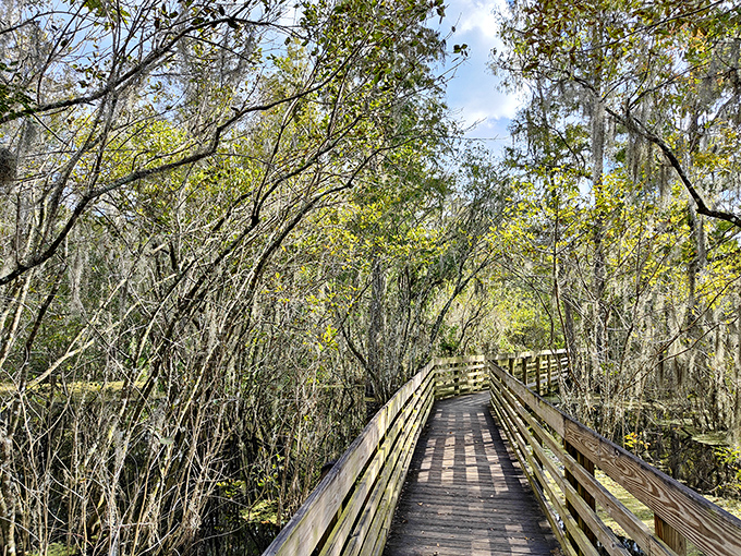 Wooden pathways meander through cypress swamps, where Spanish moss creates nature's own decorative curtains for curious explorers.