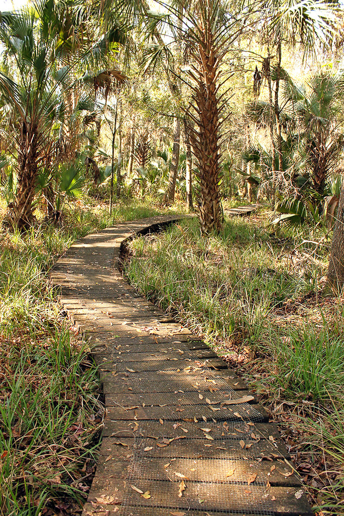 Nature's boardwalk: A mesh pathway cuts through a sea of palmettos, inviting hikers into Florida's wild heart.