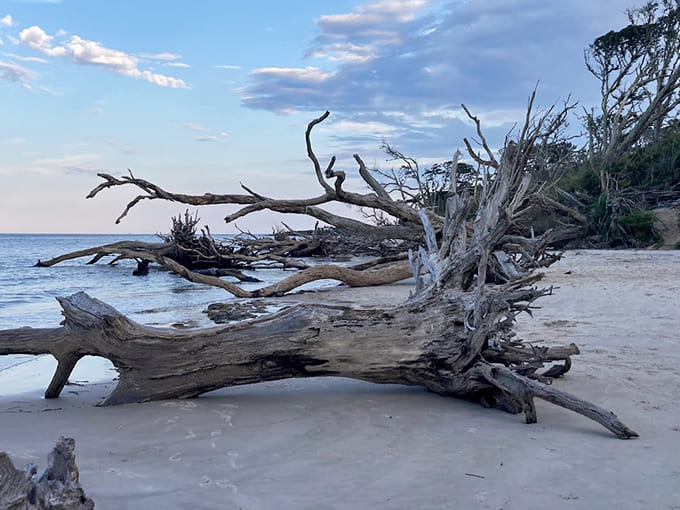 Twisted branches reach skyward like nature's own modern art installation, creating a hauntingly beautiful shoreline silhouette.