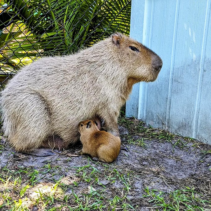 A tender moment between a capybara and its pup showcases the gentle parenting style of these oversized rodents with hearts as big as their bodies.