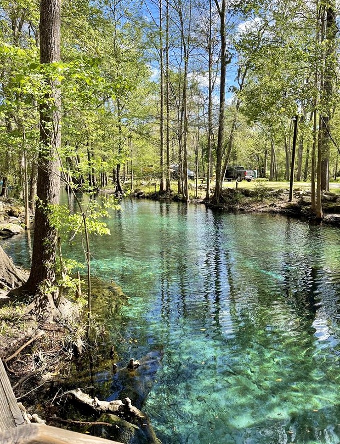 The crystalline waters of Ginnie Springs offer visibility that would make Caribbean beaches jealous &ndash; every pebble and fish visible in stunning detail.