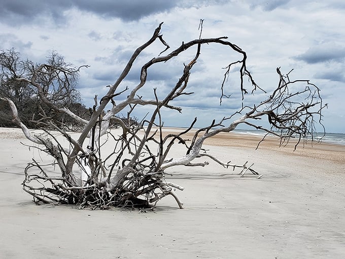 Nature's sculpture garden emerges from the sand, where driftwood creates haunting silhouettes against the shoreline &ndash; artistry without human hands.