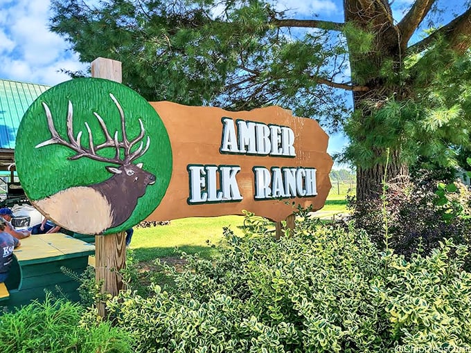 The welcoming Amber Elk Ranch sign stands proud, promising encounters with creatures whose antlers could double as natural satellite dishes.
