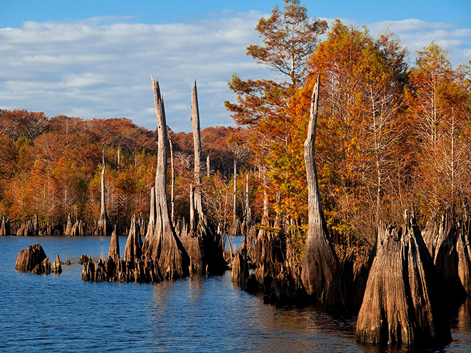 Fall's fiery palette transforms Dead Lakes into a double spectacle as amber cypress trees mirror perfectly in the still water.