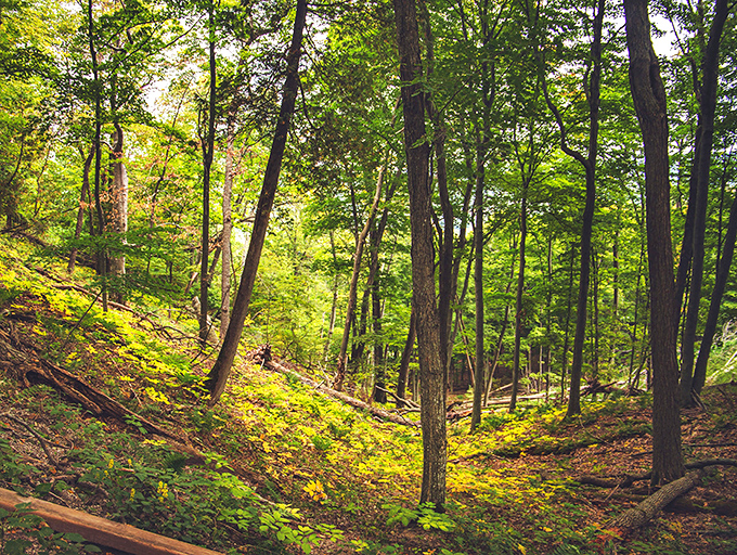 Sunlight dances through the forest canopy, creating nature's own light show as you wander beneath these towering green guardians.