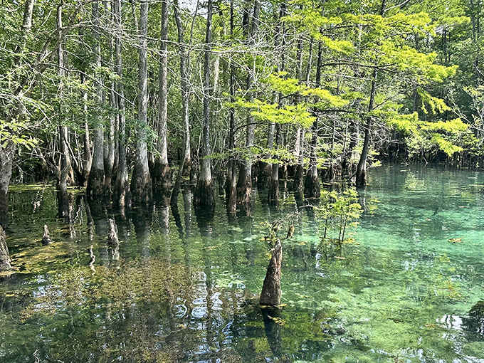 Cypress trees stand like ancient guardians around this freshwater spring, their knobby knees poking up as if checking what all the fuss is about.